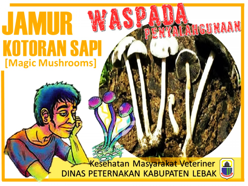 WASPADA PENYALAHGUNAAN JAMUR KOTORAN SAPI (SUPA TAHI SAPI) SEBAGAI ...
