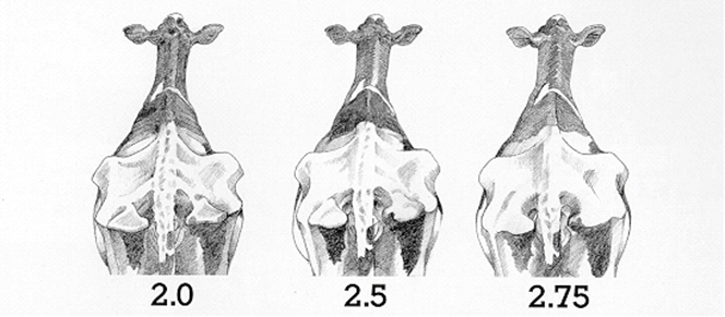 Mengenal BCS (Body Condition Score) Pada Sapi Potong