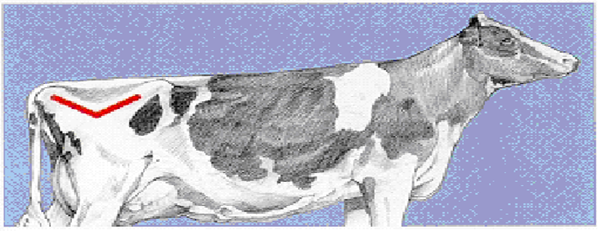 PENILAIAN BODY CONDITION SCORING (BCS) DAN PERAN NUTRISI DALAM ...
