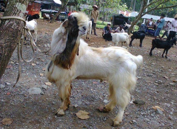 BUDIDAYA KAMBING PERANAKAN ETAWAH (PE) – Dinas Peternakan dan Kesehatan ...