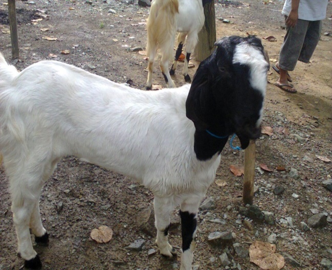 BUDIDAYA KAMBING PERANAKAN ETAWAH (PE) – Dinas Peternakan dan Kesehatan ...