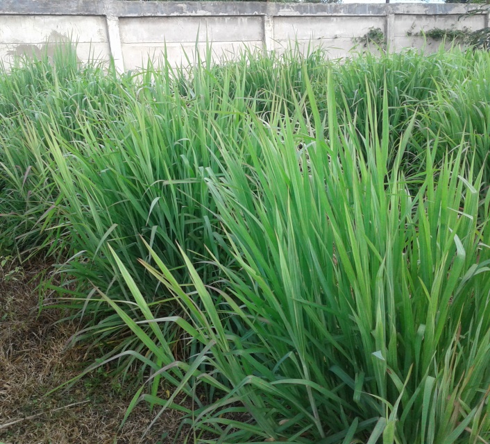 BUDIDAYA KAMBING PERANAKAN ETAWAH (PE) – Dinas Peternakan dan Kesehatan ...