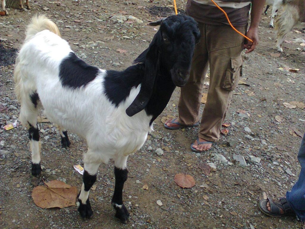 BUDIDAYA KAMBING PERANAKAN ETAWAH (PE) – Dinas Peternakan dan Kesehatan ...