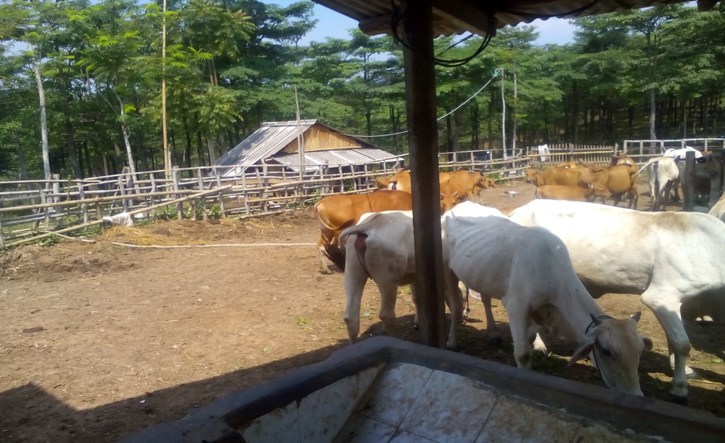 TIPOLOGI USAHA PETERNAKAN DI KABUPATEN LEBAK BERDASARKAN SISTIM ...