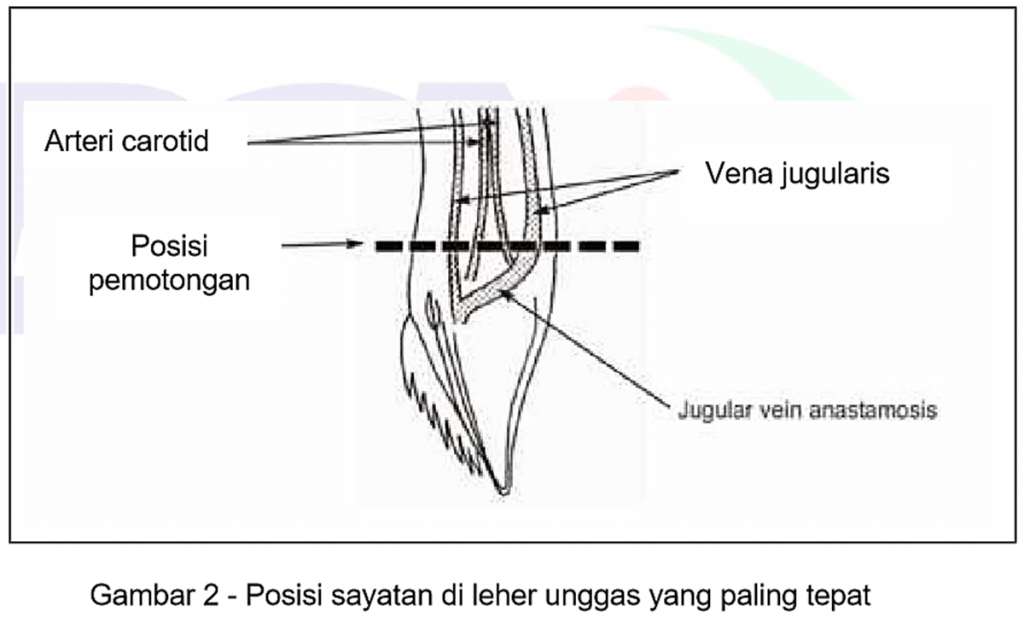 PENYEMBELIHAN AYAM YANG HALAL – Dinas Peternakan dan Kesehatan Hewan ...