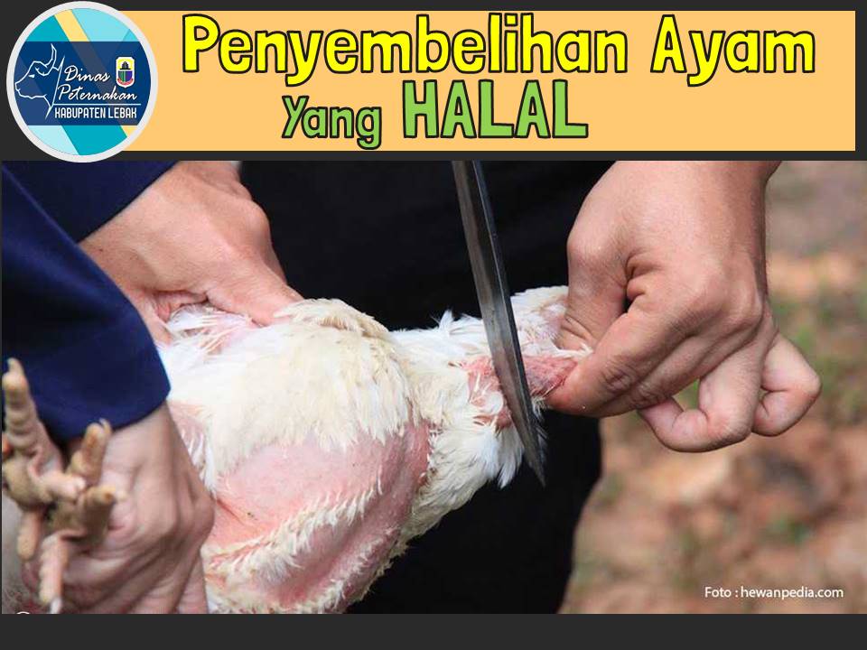 PENYEMBELIHAN AYAM YANG HALAL – Dinas Peternakan dan Kesehatan Hewan ...