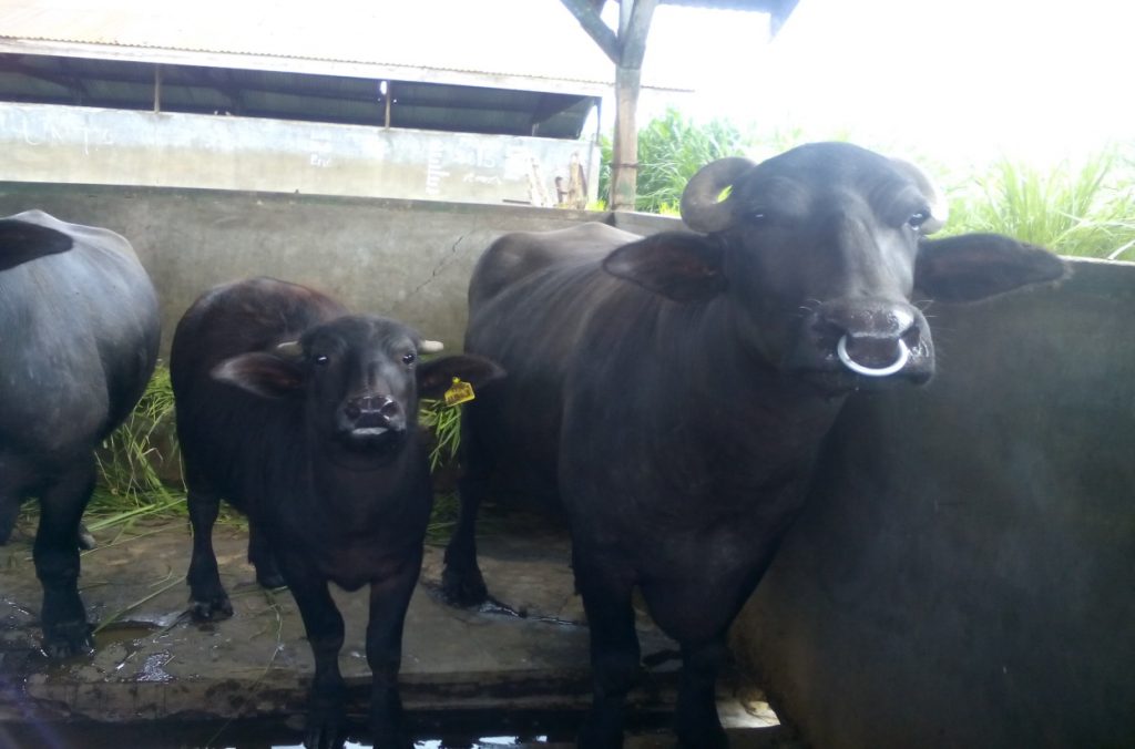 MENGENAL KERBAU PERAH – Dinas Peternakan dan Kesehatan Hewan Kabupaten ...