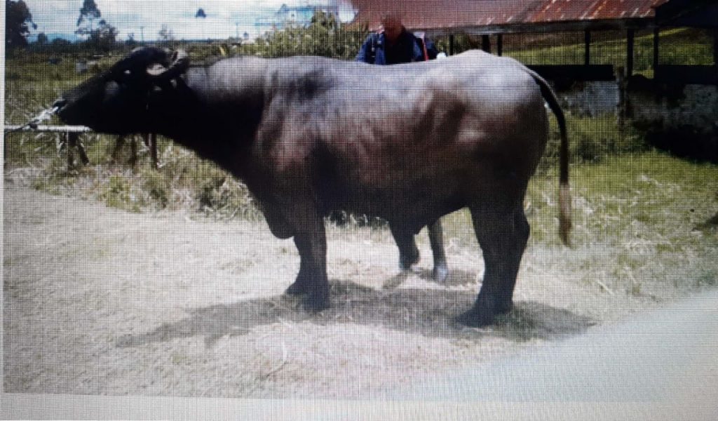 MENGENAL KERBAU PERAH – Dinas Peternakan dan Kesehatan Hewan Kabupaten Lebak