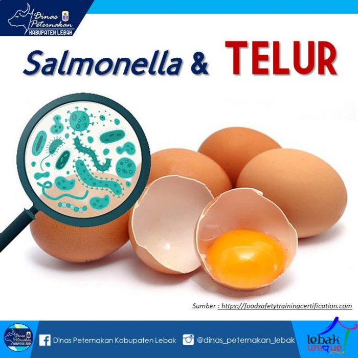 BENARKAH MAKAN TELUR MENTAH LEBIH BERKHASIAT ? – Dinas Peternakan dan ...