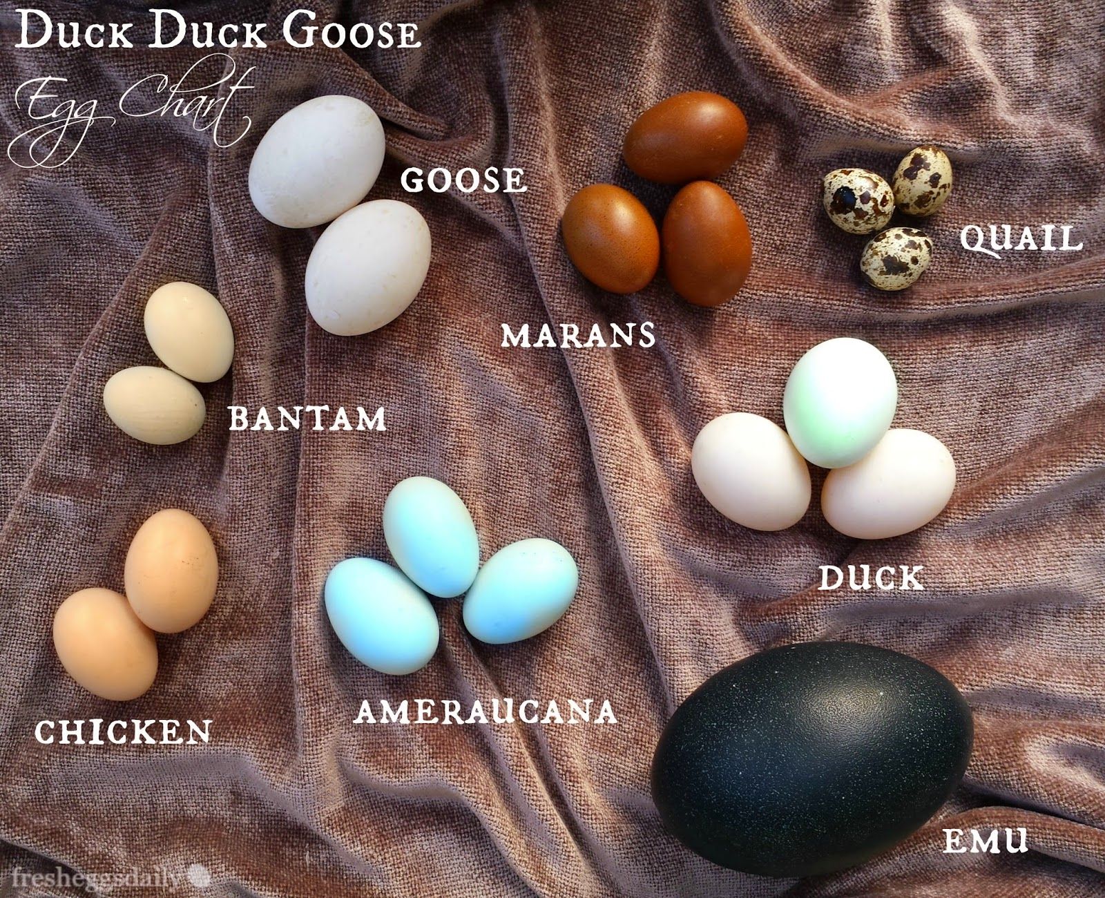 WARNA KERABANG TELUR – Dinas Peternakan dan Kesehatan Hewan Kabupaten Lebak