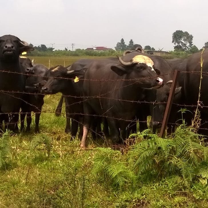 KELAHIRAN KERBAU MURRAH ( KERBAU PERAH ) HASIL INSEMINASI BUATAN ( IB ) – Dinas Peternakan dan ...