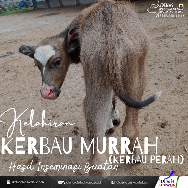 KELAHIRAN KERBAU MURRAH ( KERBAU PERAH ) HASIL INSEMINASI BUATAN ( IB ) – Dinas Peternakan dan ...