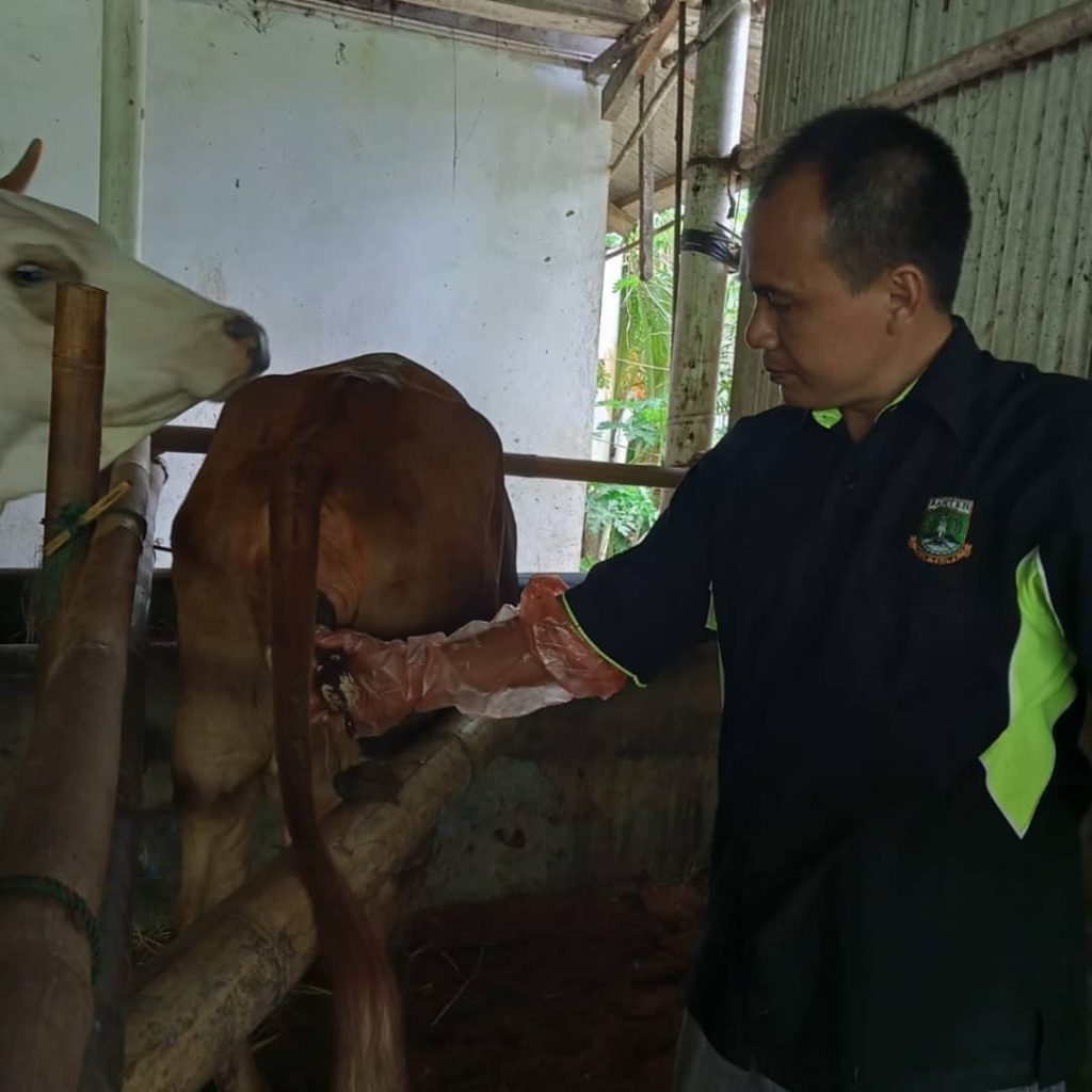 PELAYANAN KESEHATAN HEWAN PENANGANAN DISTOKIA DI DESA MUARA KECAMATAN ...