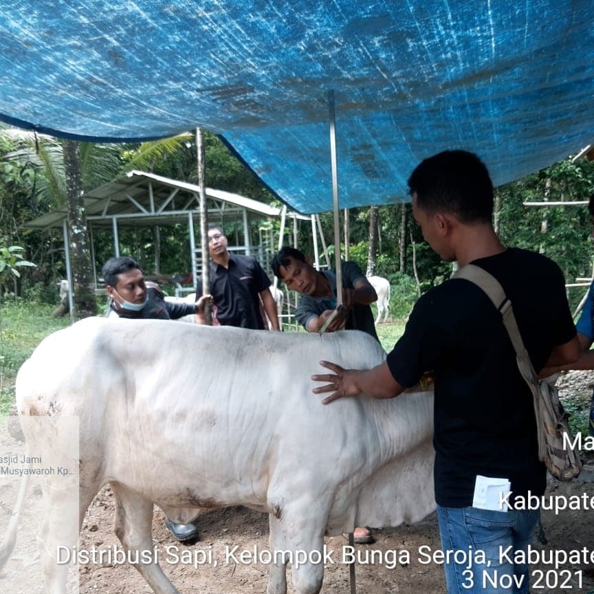 MONITORING DISTRIBUSI SAPI KELOMPOK BUNGA SEROJA KECAMATAN CIMARGA ...
