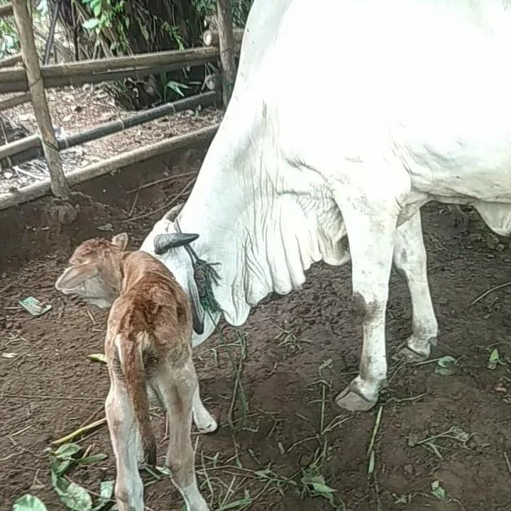 KELAHIRAN PEDET ( ANAK SAPI ) HASIL INSEMINASI BUATAN DESA MUARA ...
