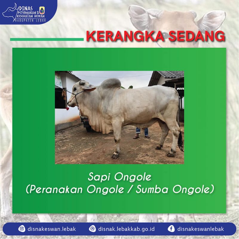 MENGENAL RUMPUN / BANGSA SAPI DI INDONESIA – Dinas Peternakan dan ...