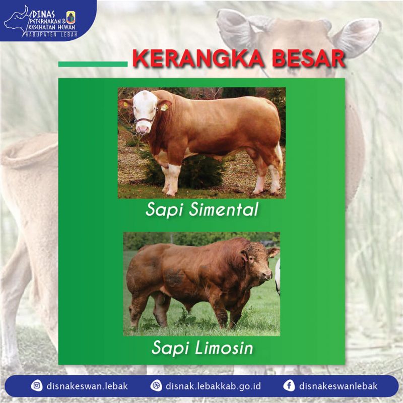 MENGENAL RUMPUN / BANGSA SAPI DI INDONESIA – Dinas Peternakan dan ...