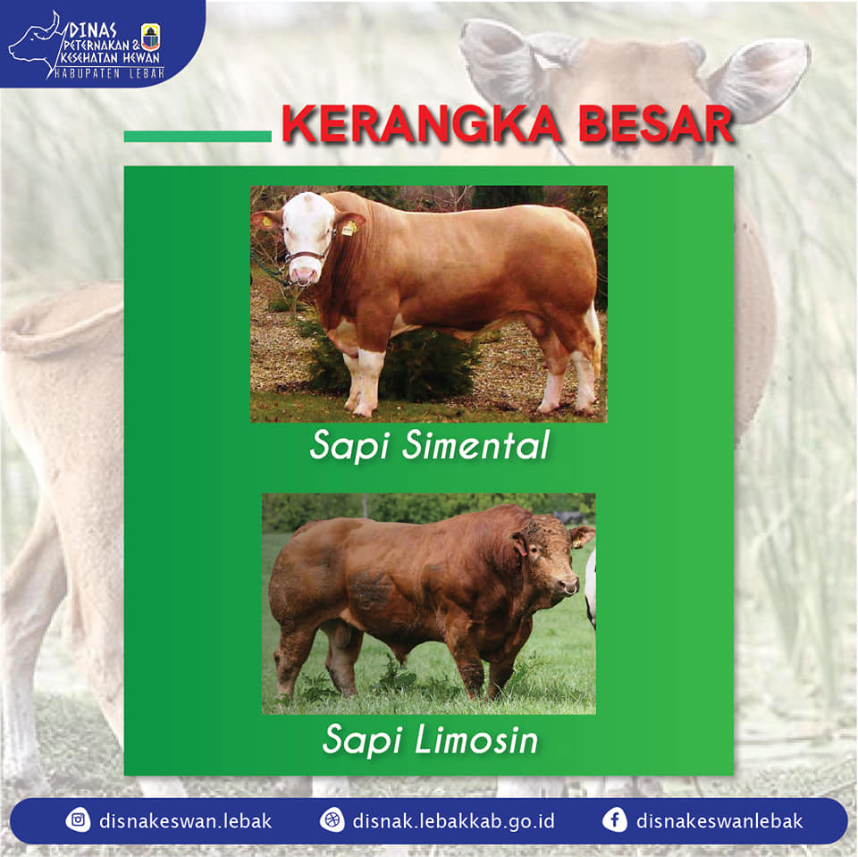 MENGENAL RUMPUN / BANGSA SAPI DI INDONESIA – Dinas Peternakan dan ...