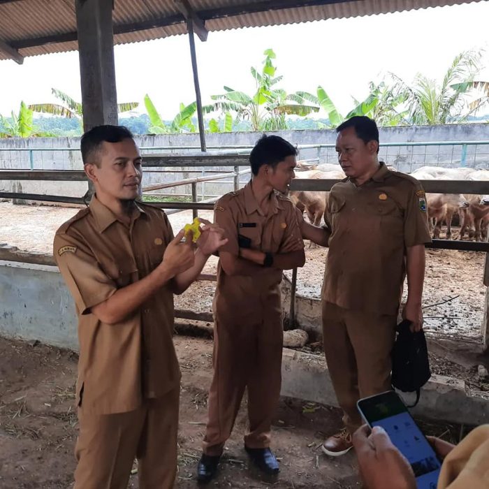 SOSIALISASI PENDATAAN DAN PENANDAAN TERNAK DENGAN EARTAG SECURE QR CODE IDENTIK PKH DI UPT ...