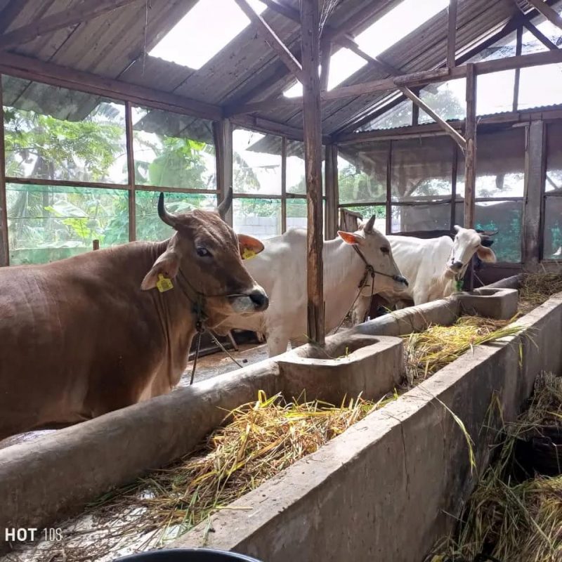 TINGKATKAN POPULASI PETUGAS INSEMINATOR GENCARKAN AKTIVITAS INSEMINASI BUATAN – Dinas Peternakan ...