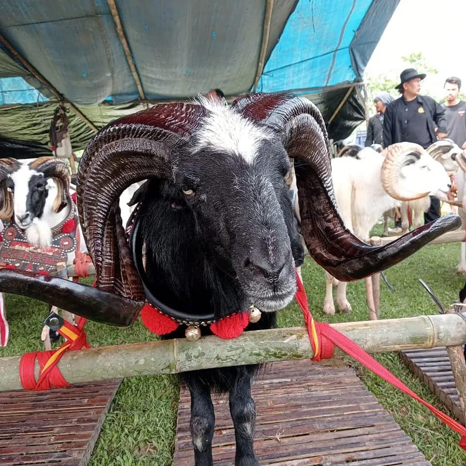 TUMBUHKAN GELIAT PETERNAKAN SADULURAN PETERNAK LEBAK ( SPL ...