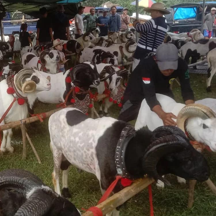 TUMBUHKAN GELIAT PETERNAKAN SADULURAN PETERNAK LEBAK ( SPL ...