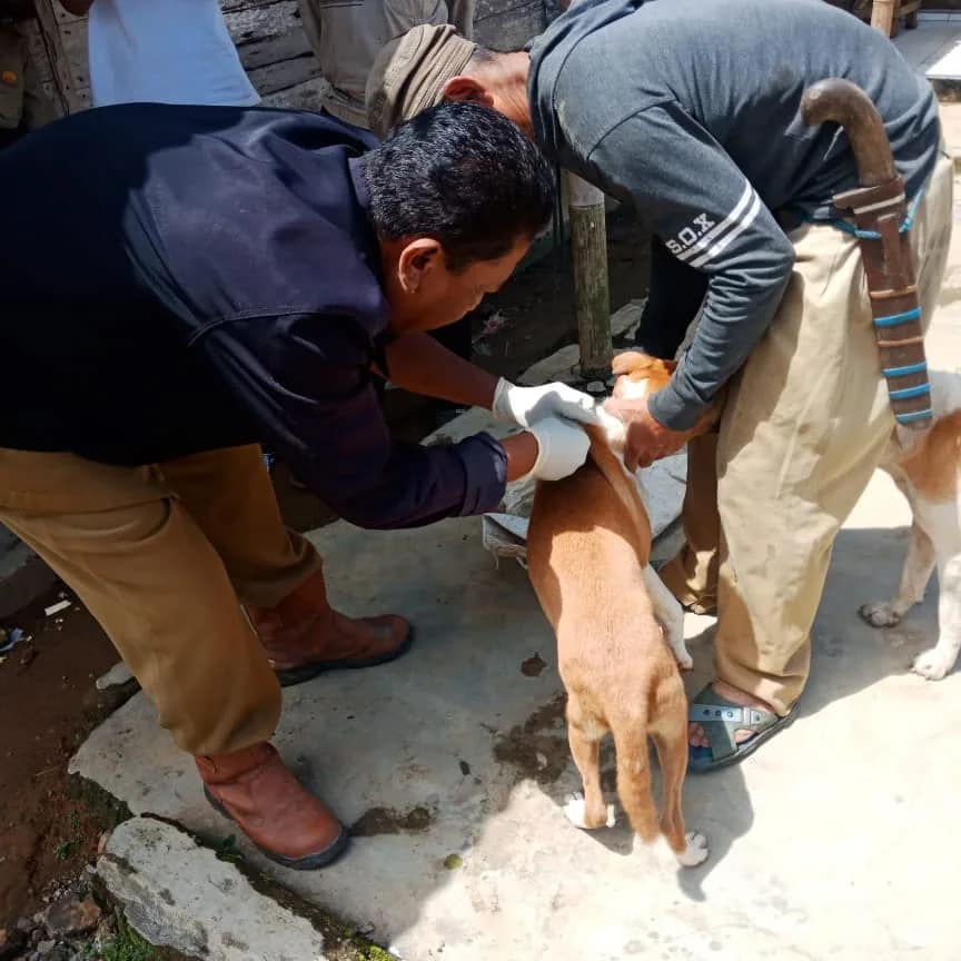 CEGAH RABIES DISNAKESWAN LAKSANAKAN VAKSINASI RABIES KECAMATAN ...