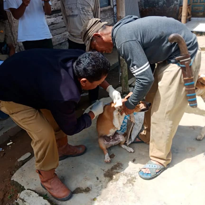 CEGAH RABIES DISNAKESWAN LAKSANAKAN VAKSINASI RABIES KECAMATAN ...