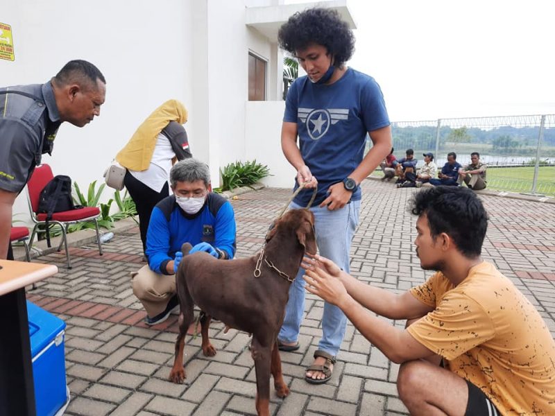 CEGAH RABIES TIM KESEHATAN HEWAN LAKUKAN VAKSINASI RABIES – Dinas ...