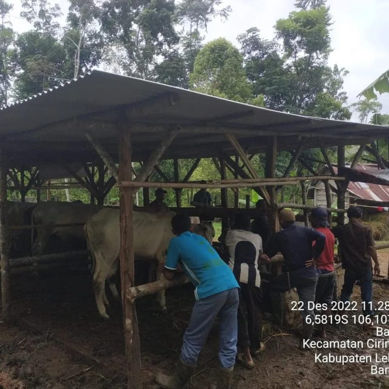 TINGKATKAN POPULASI TERNAK DISNAKESWAN LAKSANAKAN SINKRONISASI ESTRUS, INSEMINASI BUATAN DAN ...