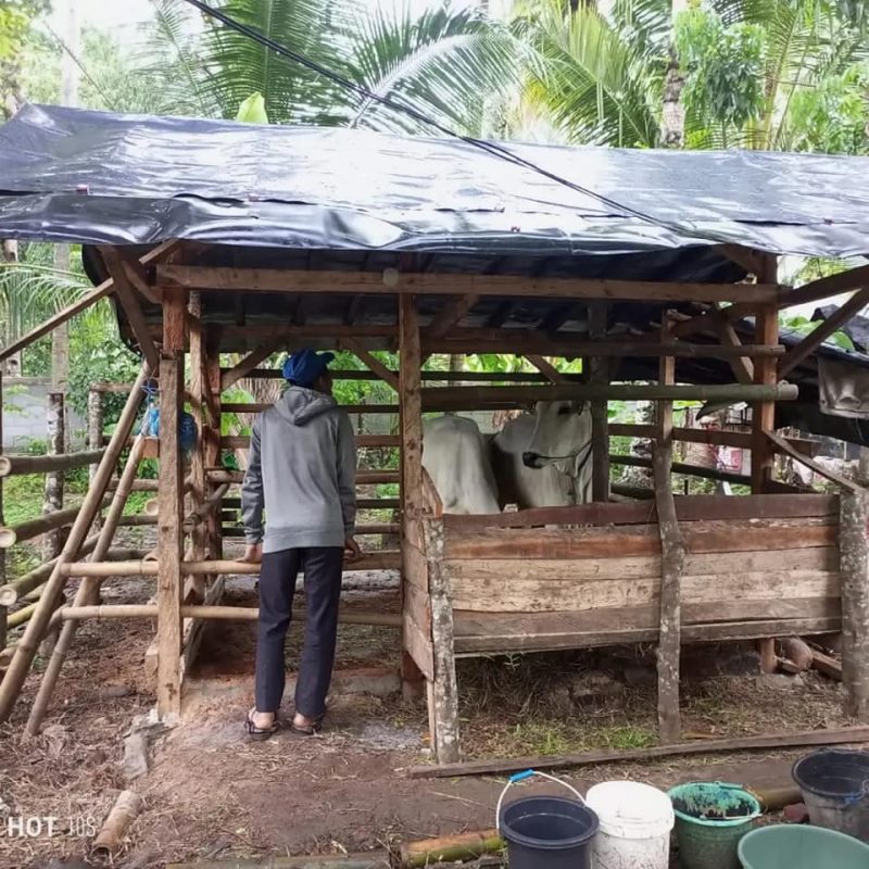 TINGKATKAN POPULASI TERNAK DISNAKESWAN LAKSANAKAN SINKRONISASI ESTRUS, INSEMINASI BUATAN DAN ...