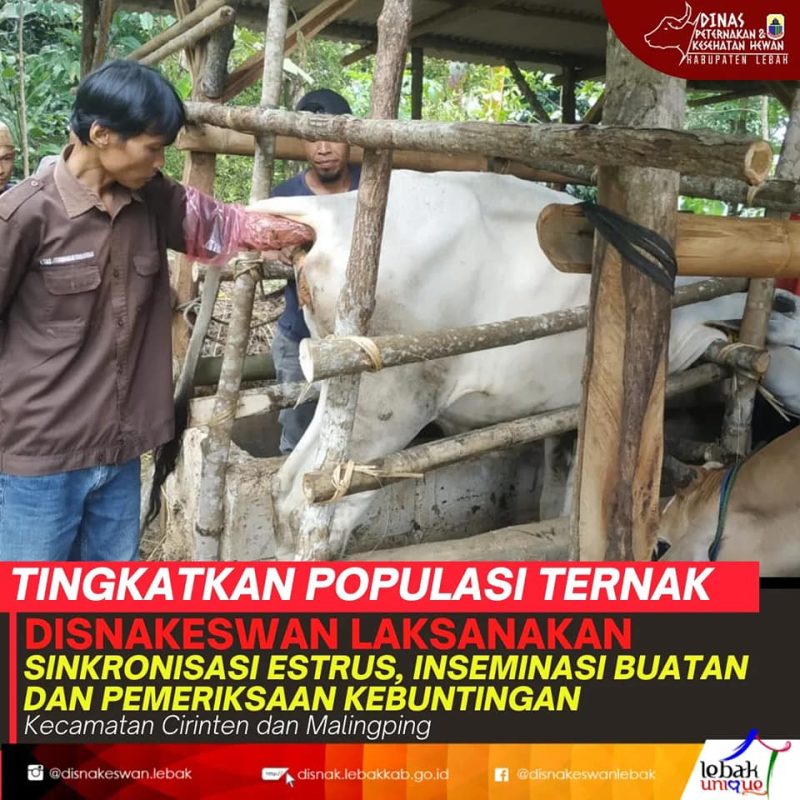 TINGKATKAN POPULASI TERNAK DISNAKESWAN LAKSANAKAN SINKRONISASI ESTRUS, INSEMINASI BUATAN DAN ...