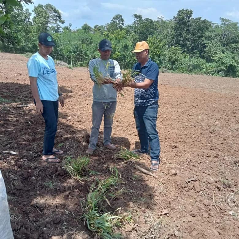 TANAM RUMPUT BD ( BRACHIARIA DECUMBENS ) DISNAKESWAN SIAP MERINTIS ...