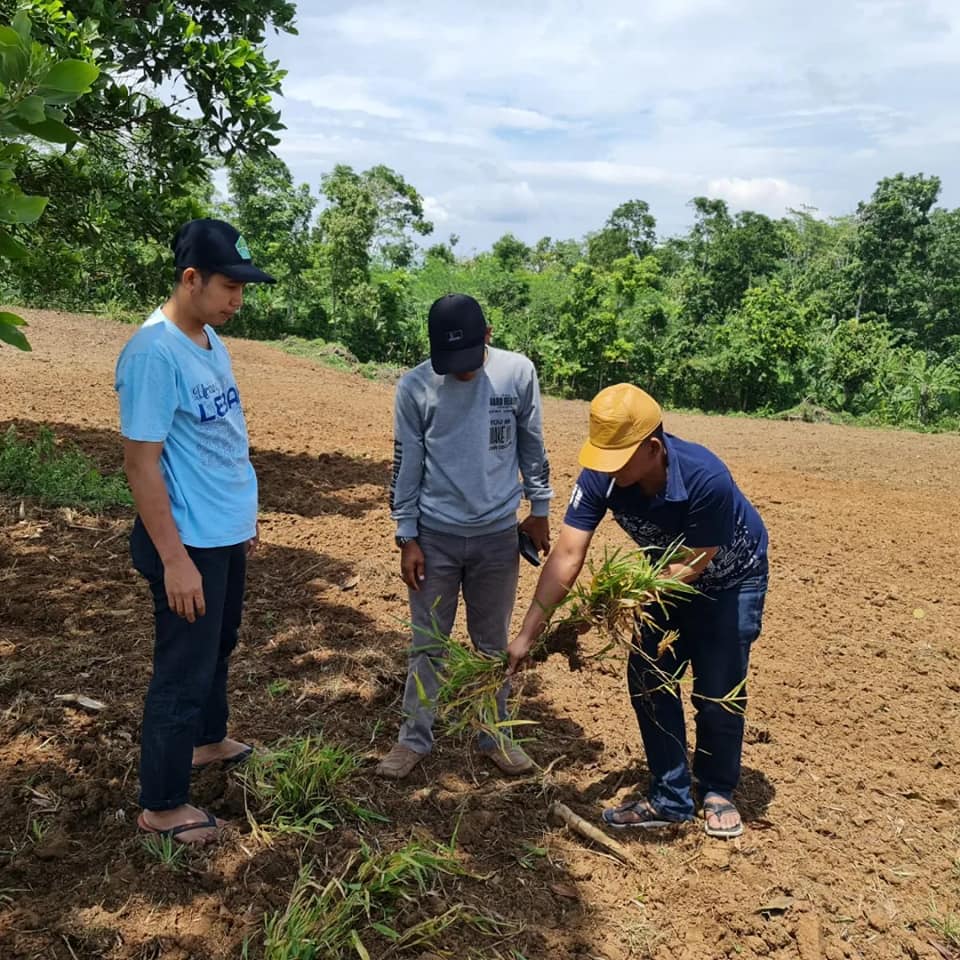 TANAM RUMPUT BD ( BRACHIARIA DECUMBENS ) DISNAKESWAN SIAP MERINTIS ...