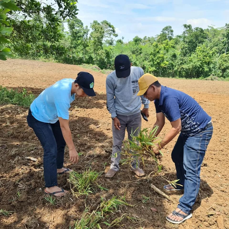 TANAM RUMPUT BD ( BRACHIARIA DECUMBENS ) DISNAKESWAN SIAP MERINTIS ...