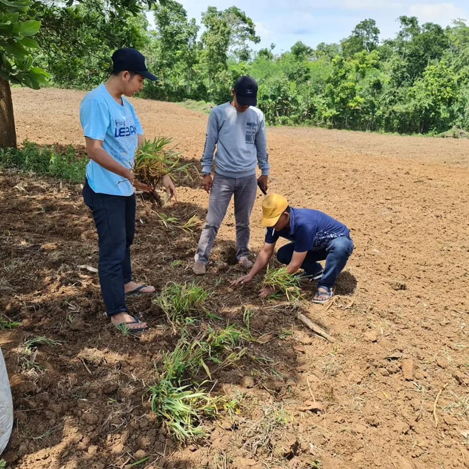 TANAM RUMPUT BD ( BRACHIARIA DECUMBENS ) DISNAKESWAN SIAP MERINTIS ...