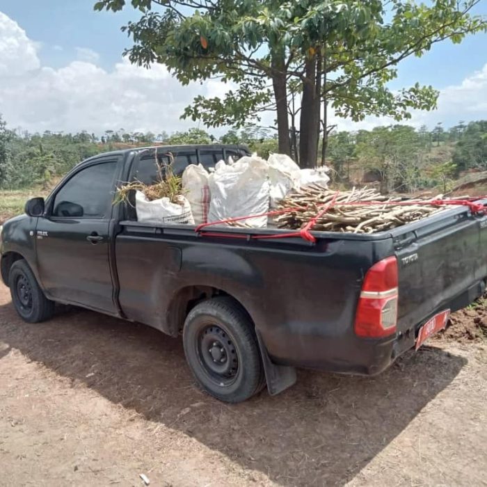 TANAM RUMPUT BD ( BRACHIARIA DECUMBENS ) DISNAKESWAN SIAP MERINTIS ...