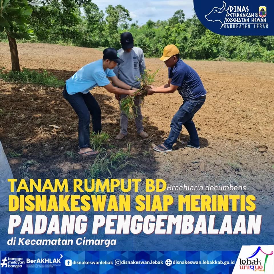 TANAM RUMPUT BD ( BRACHIARIA DECUMBENS ) DISNAKESWAN SIAP MERINTIS ...