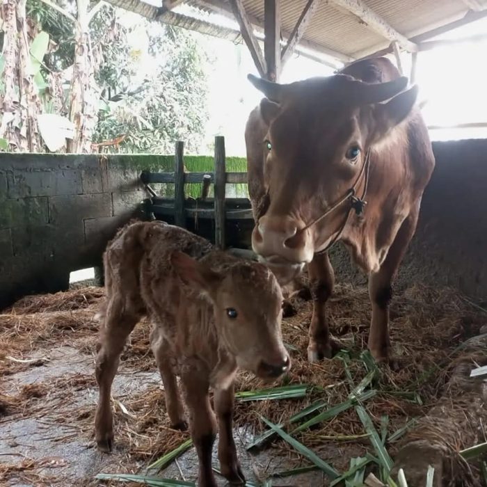 KELAHIRAN SAPI BETINA HASIL INSEMINASI BUATAN DI DESA SUKATANI ...