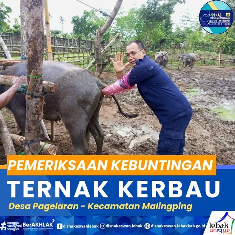 PEMERIKSAAN KEBUNTINGAN TERNAK KERBAU DESA PAGELARAN KECAMATAN ...