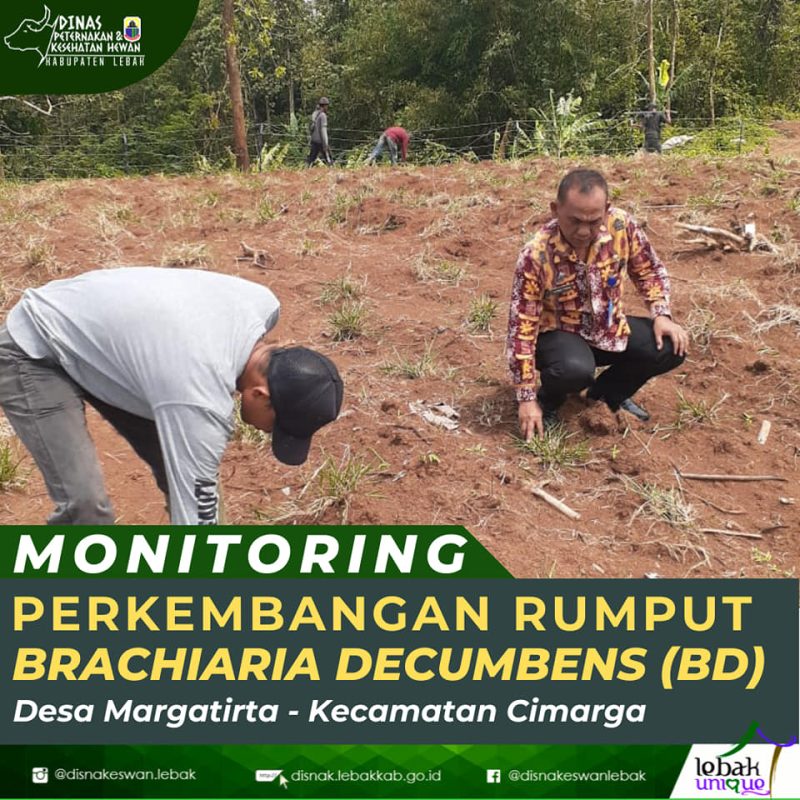 MONITORING PERKEMBANGAN RUMPUT BRACHIARIA DECUMBENS ( BD ) DESA ...