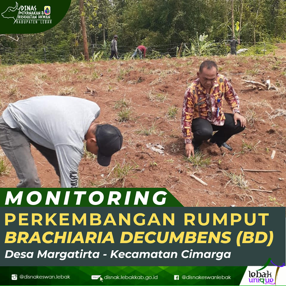 MONITORING PERKEMBANGAN RUMPUT BRACHIARIA DECUMBENS ( BD ) DESA ...