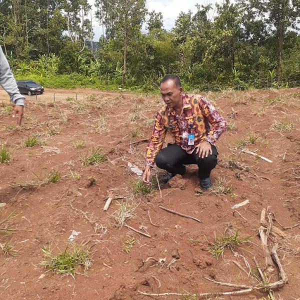 MONITORING PERKEMBANGAN RUMPUT BRACHIARIA DECUMBENS ( BD ) DESA ...