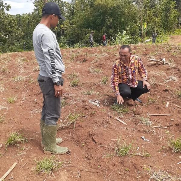 MONITORING PERKEMBANGAN RUMPUT BRACHIARIA DECUMBENS ( BD ) DESA ...
