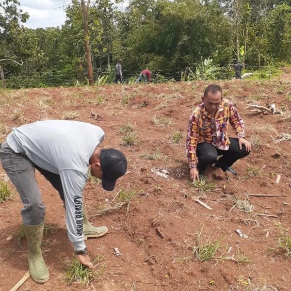 MONITORING PERKEMBANGAN RUMPUT BRACHIARIA DECUMBENS ( BD ) DESA ...