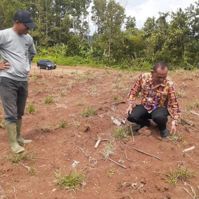 MONITORING PERKEMBANGAN RUMPUT BRACHIARIA DECUMBENS ( BD ) DESA ...