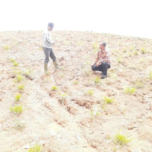 MONITORING PERKEMBANGAN RUMPUT BRACHIARIA DECUMBENS ( BD ) DESA ...