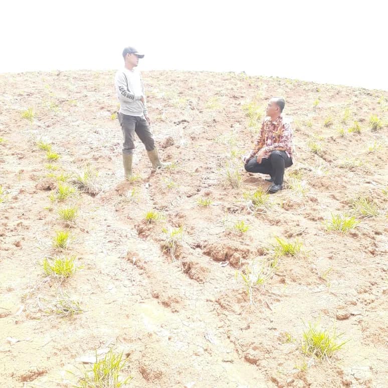 MONITORING PERKEMBANGAN RUMPUT BRACHIARIA DECUMBENS ( BD ) DESA ...