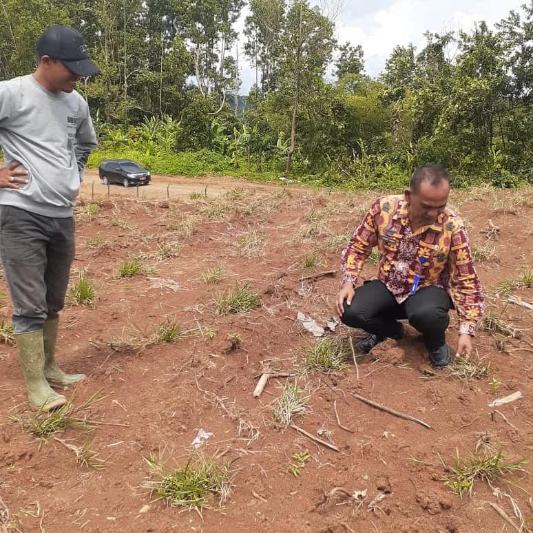 MONITORING PERKEMBANGAN RUMPUT BRACHIARIA DECUMBENS ( BD ) DESA ...