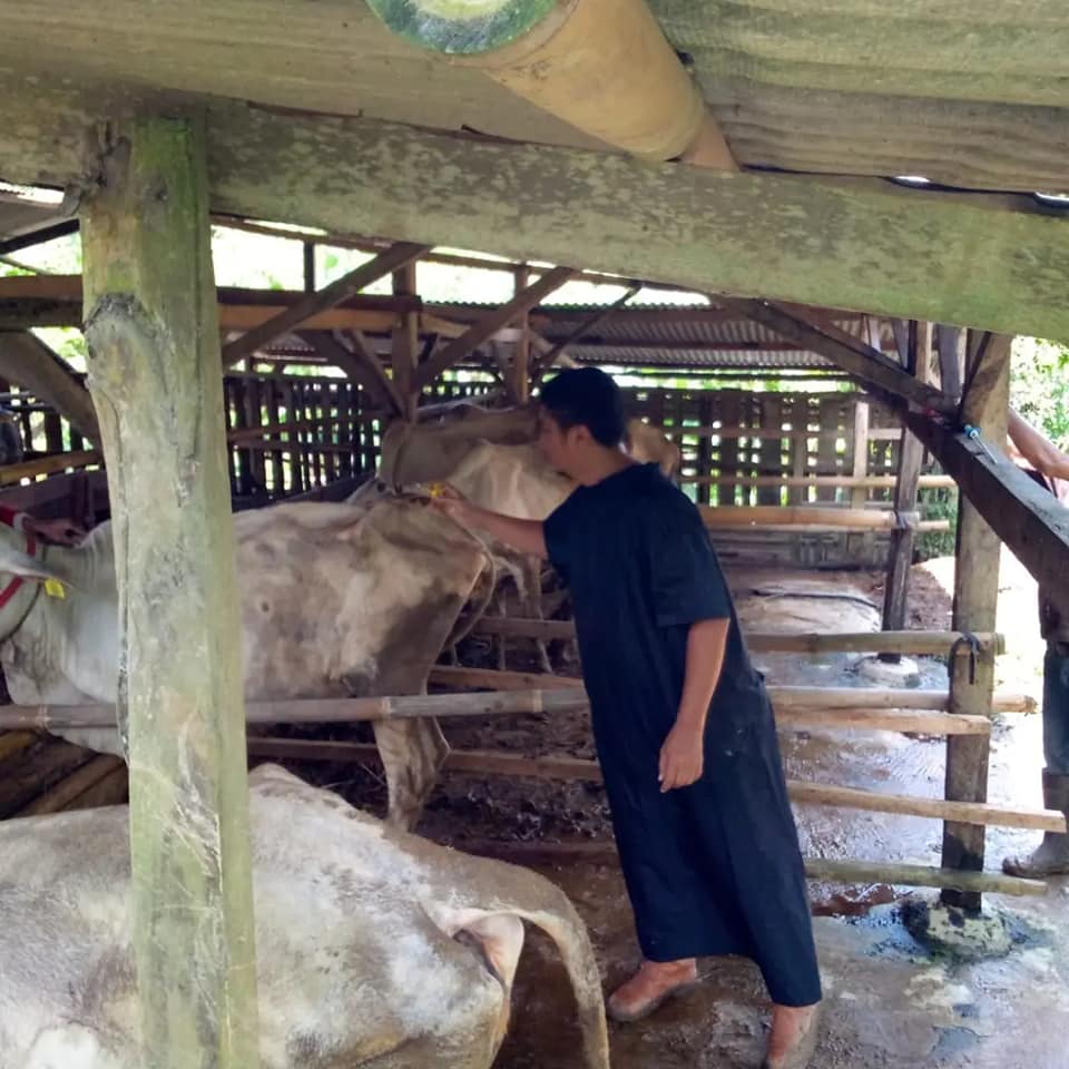 PELAYANAN REPRODUKSI ( PKB, IB, SINKRONISASI ESTRUS ) TERNAK SAPI DI ...